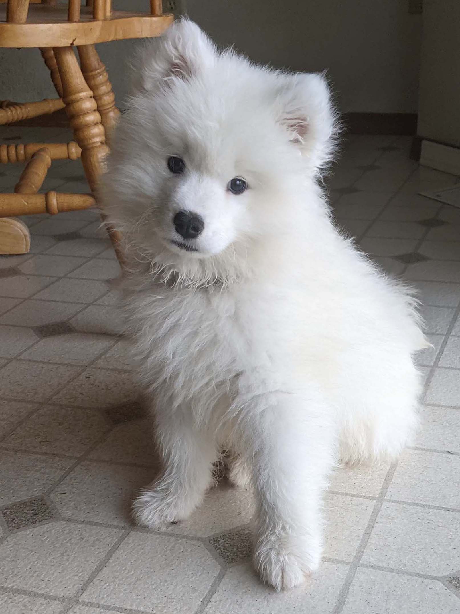 April 2021 | Northwest Samoyed Rescue